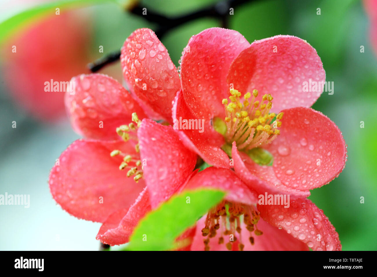 Stalk begonia hi-res stock photography and images - Alamy