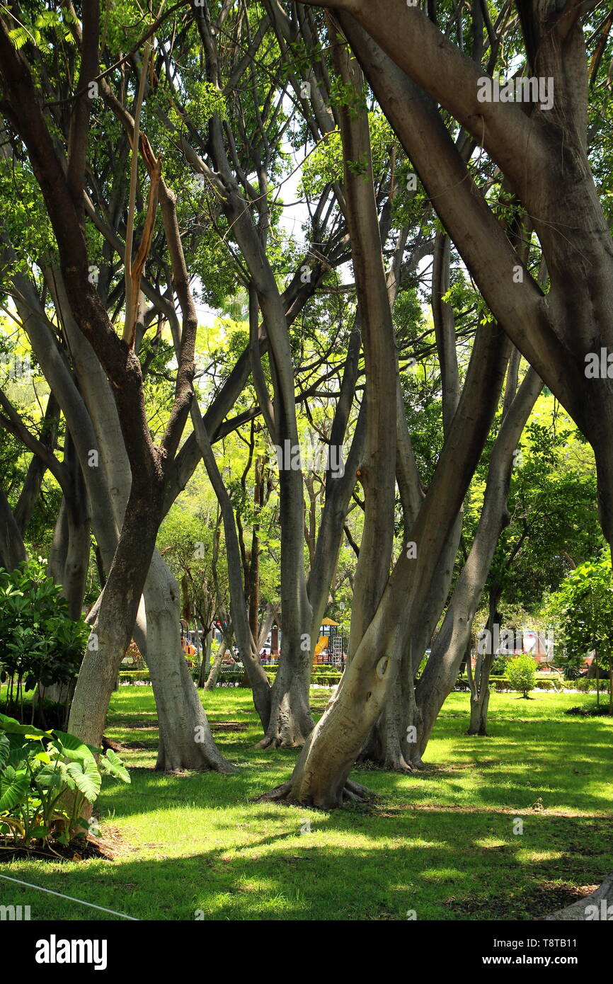 Park Alameda Central in Queretaro city, Mexico. Tropical trees Stock ...