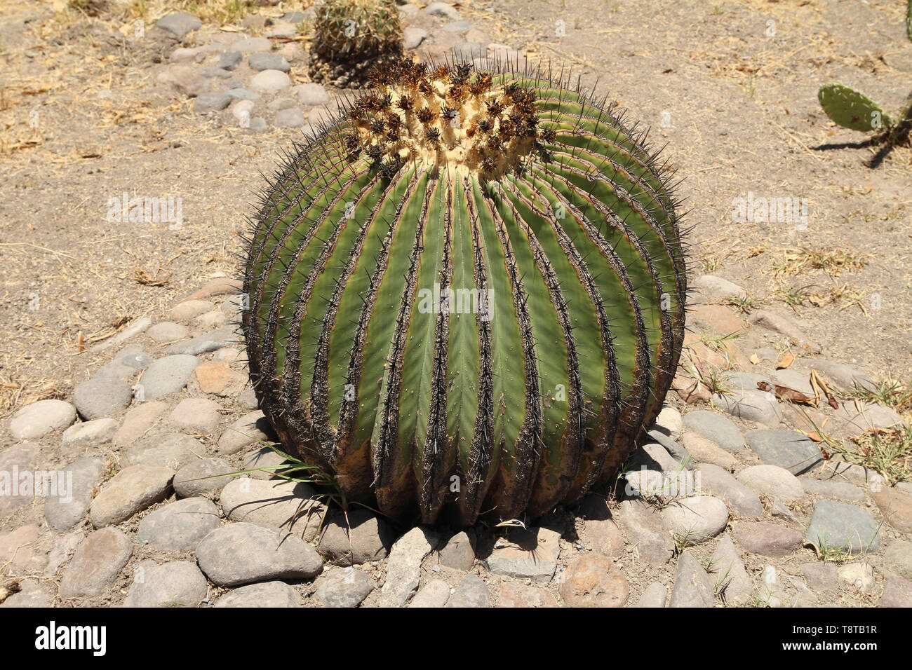 Biznaga cactus. (Echinocactus Sp Stock Photo - Alamy
