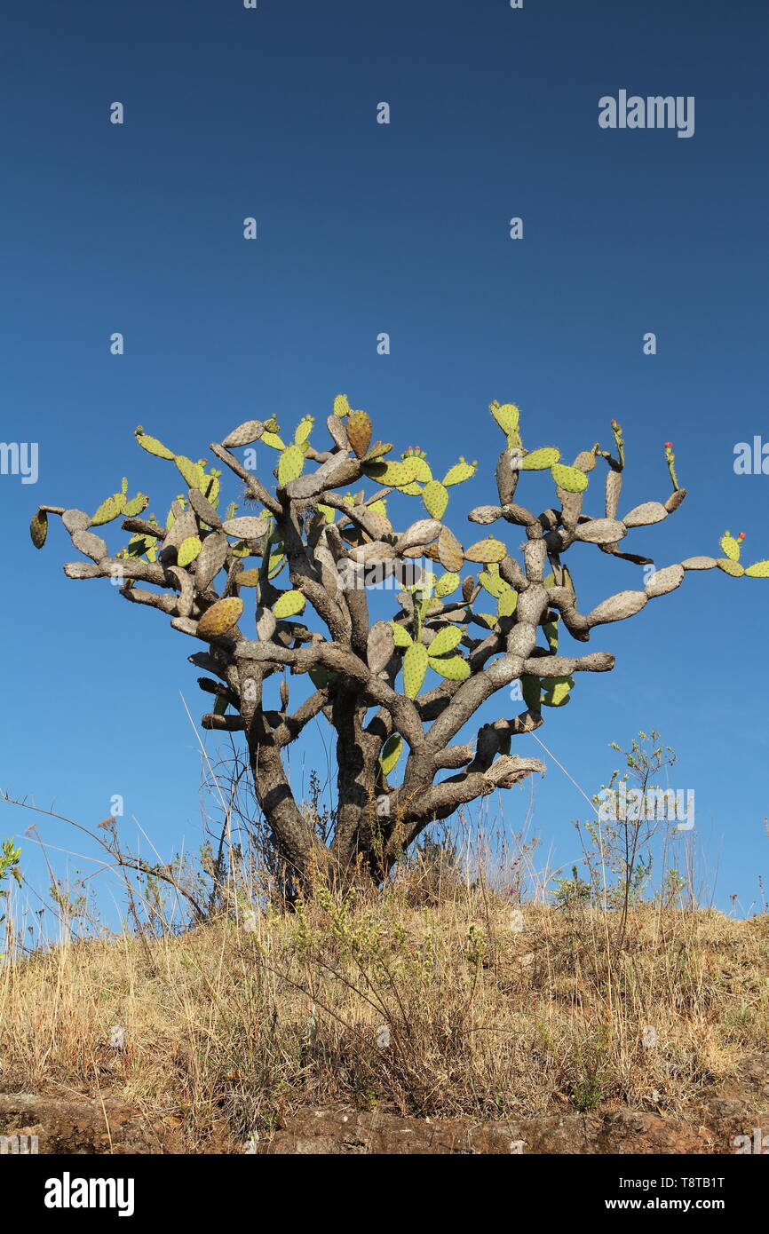 Nopal cactus (Opuntia cacti) in mexican desert Stock Photo - Alamy