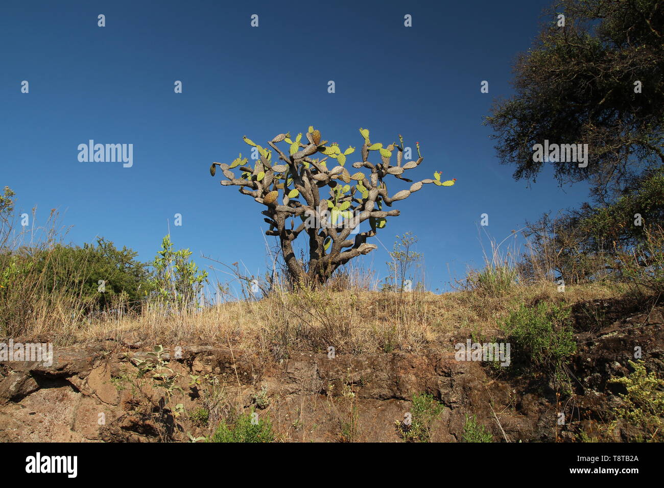 Nopal cactus (Opuntia cacti) in mexican desert Stock Photo - Alamy