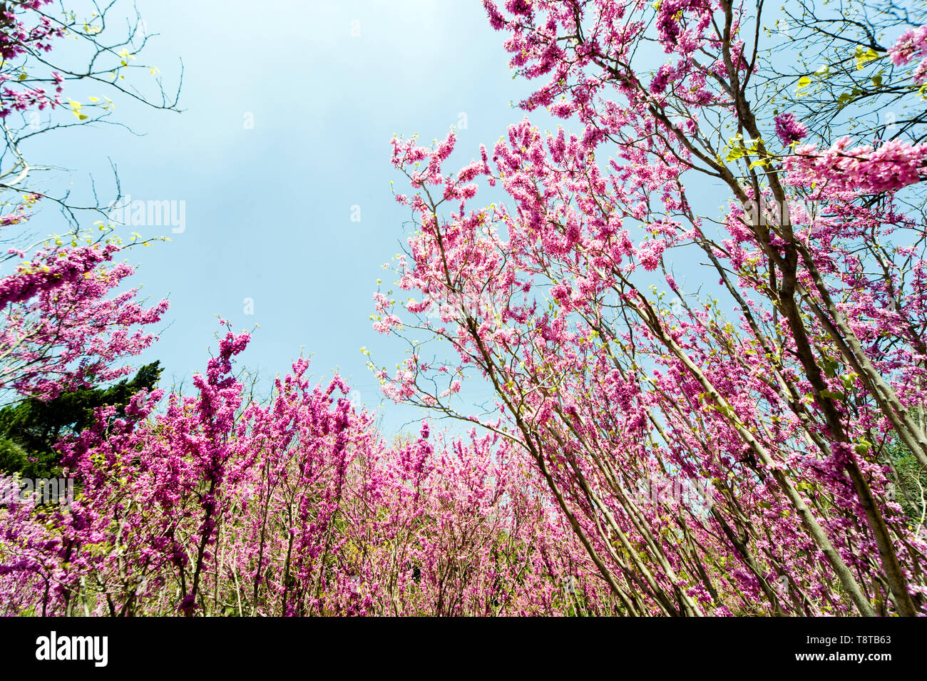 flower of Chinese redbud Stock Photo - Alamy