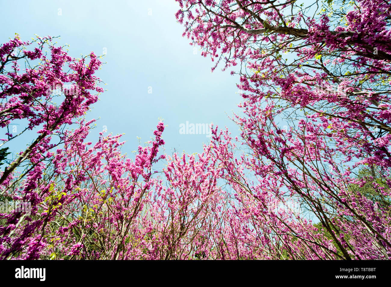 Chinese redbud hi-res stock photography and images - Alamy