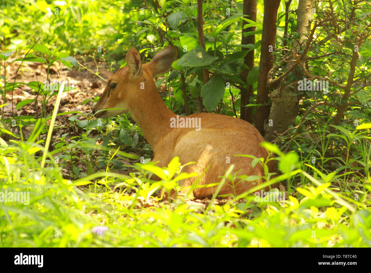 Deer face hi-res stock photography and images - Alamy