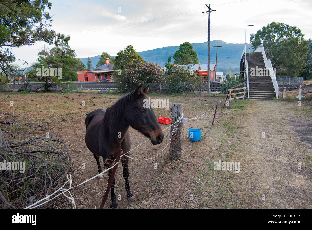 A horse stands in a paddock near a footbridge leading over the ...