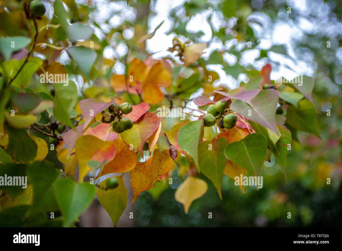 Camphor laurel hi-res stock photography and images - Alamy