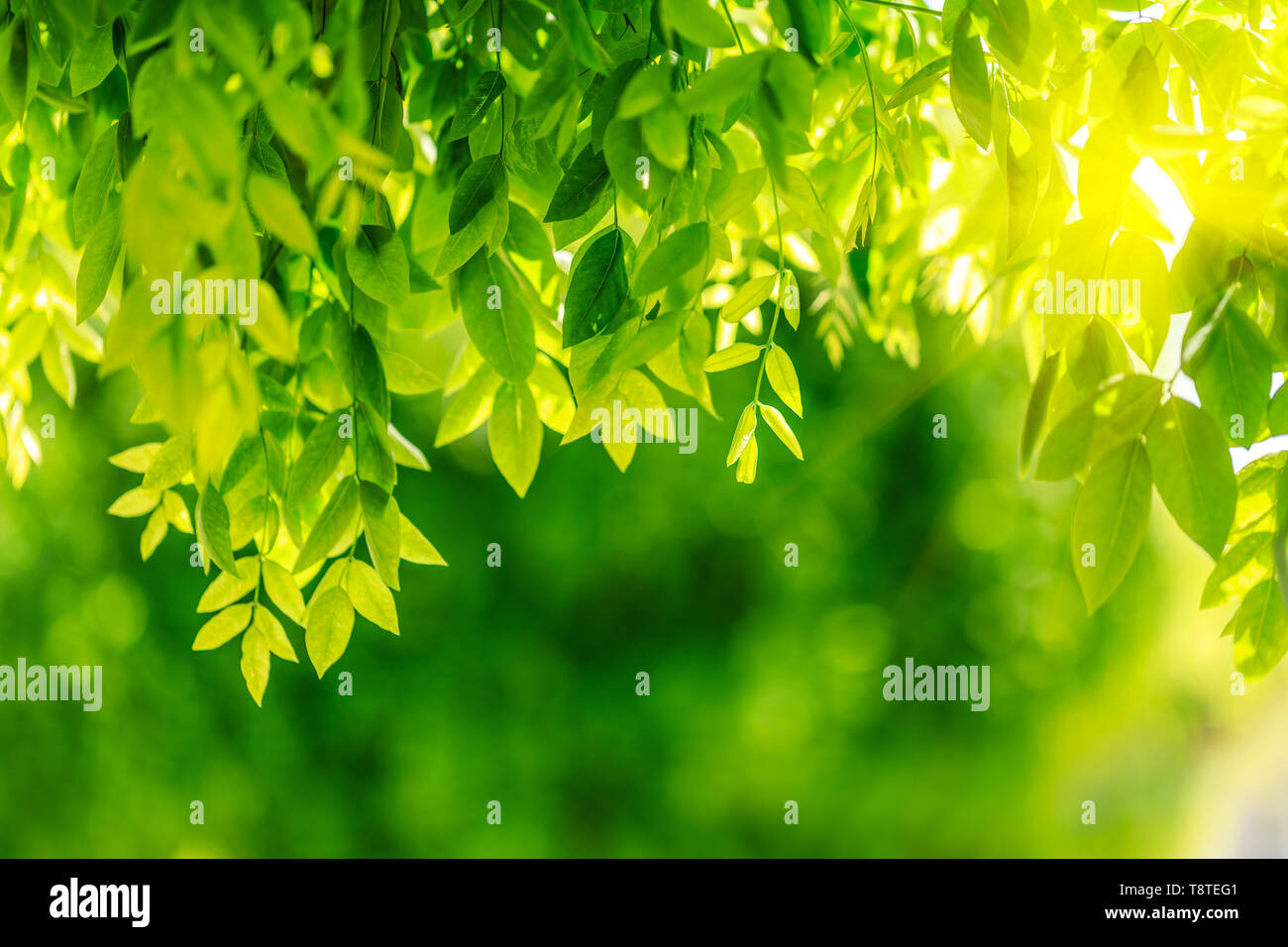 Green woods nature background in spring Stock Photo - Alamy