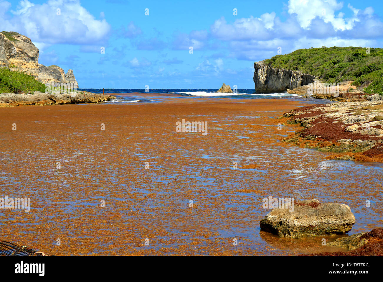 Sargasso obstruct hell gate lagoon, Guadeloupe, Caribbean islands ...
