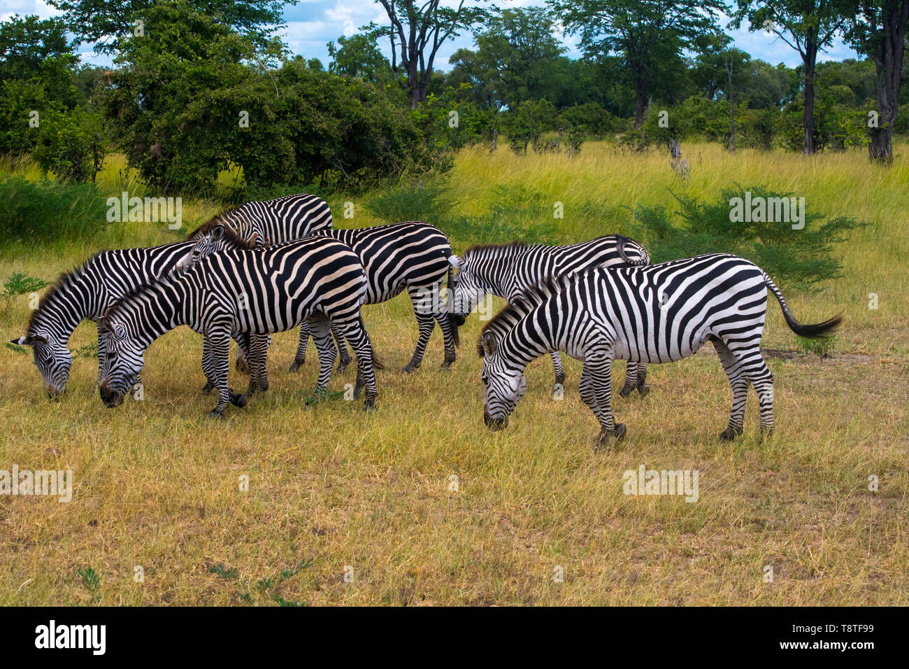African safari grazing hi-res stock photography and images - Alamy