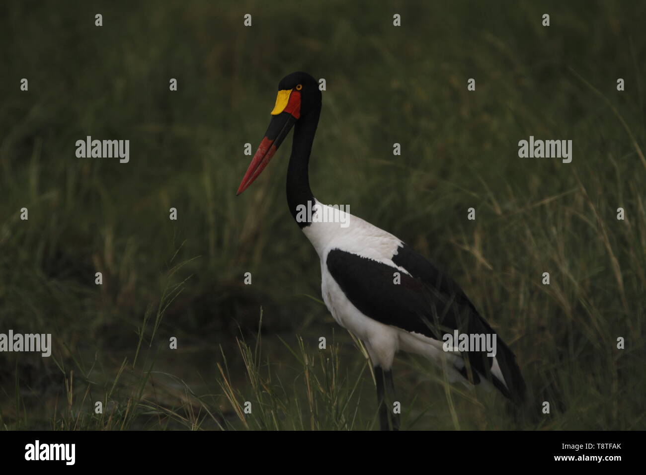 Saddle billed stork Stock Photo - Alamy
