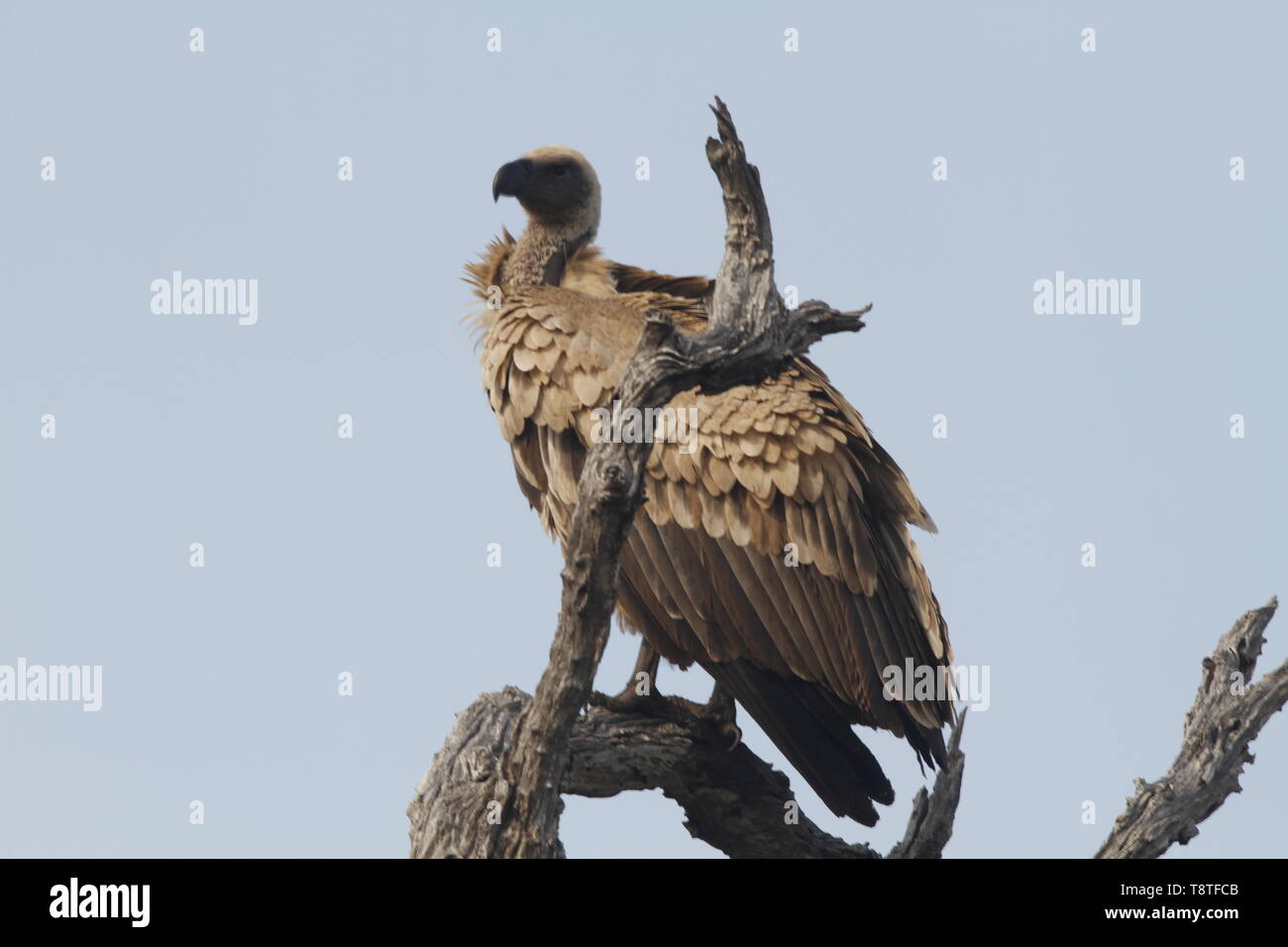 Cape Vulture in a tree Stock Photo - Alamy