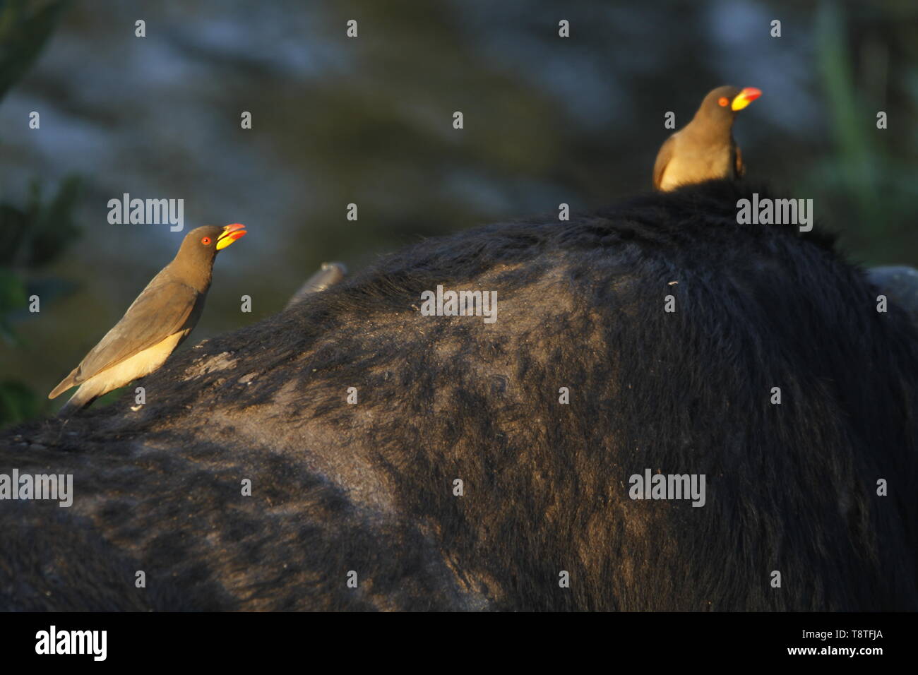 Oxpecker Eating Ticks High Resolution Stock Photography and Images - Alamy
