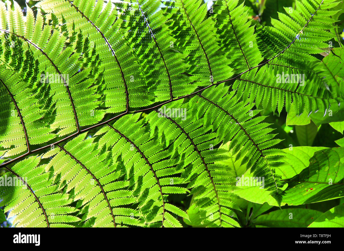 Close-up view of tree fern, Guadeloupe, Caribbean islands, France Stock ...