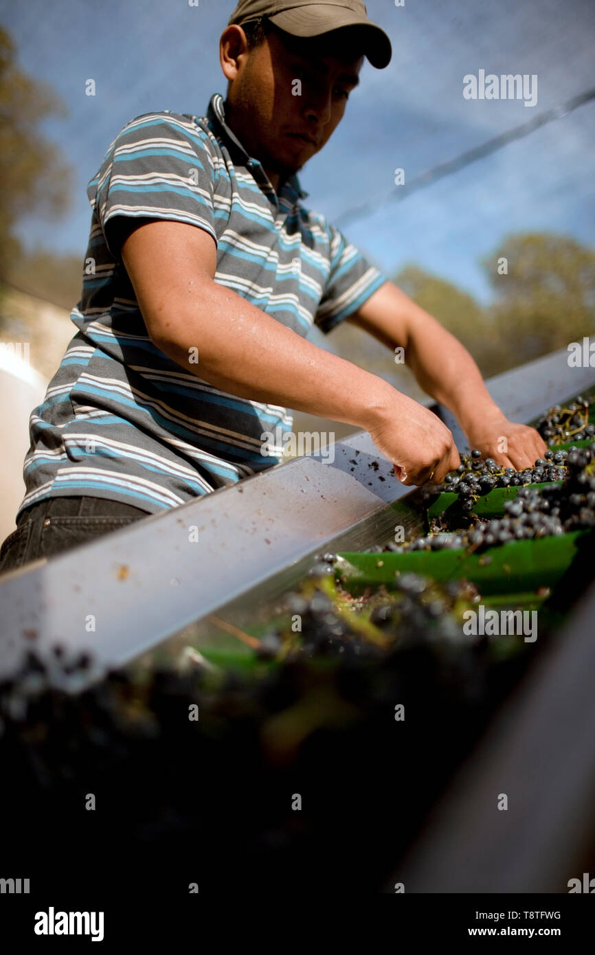 Sorting grapes hi-res stock photography and images - Alamy
