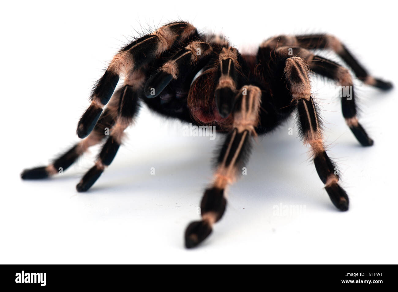 Goliath Tarantula Fangs
