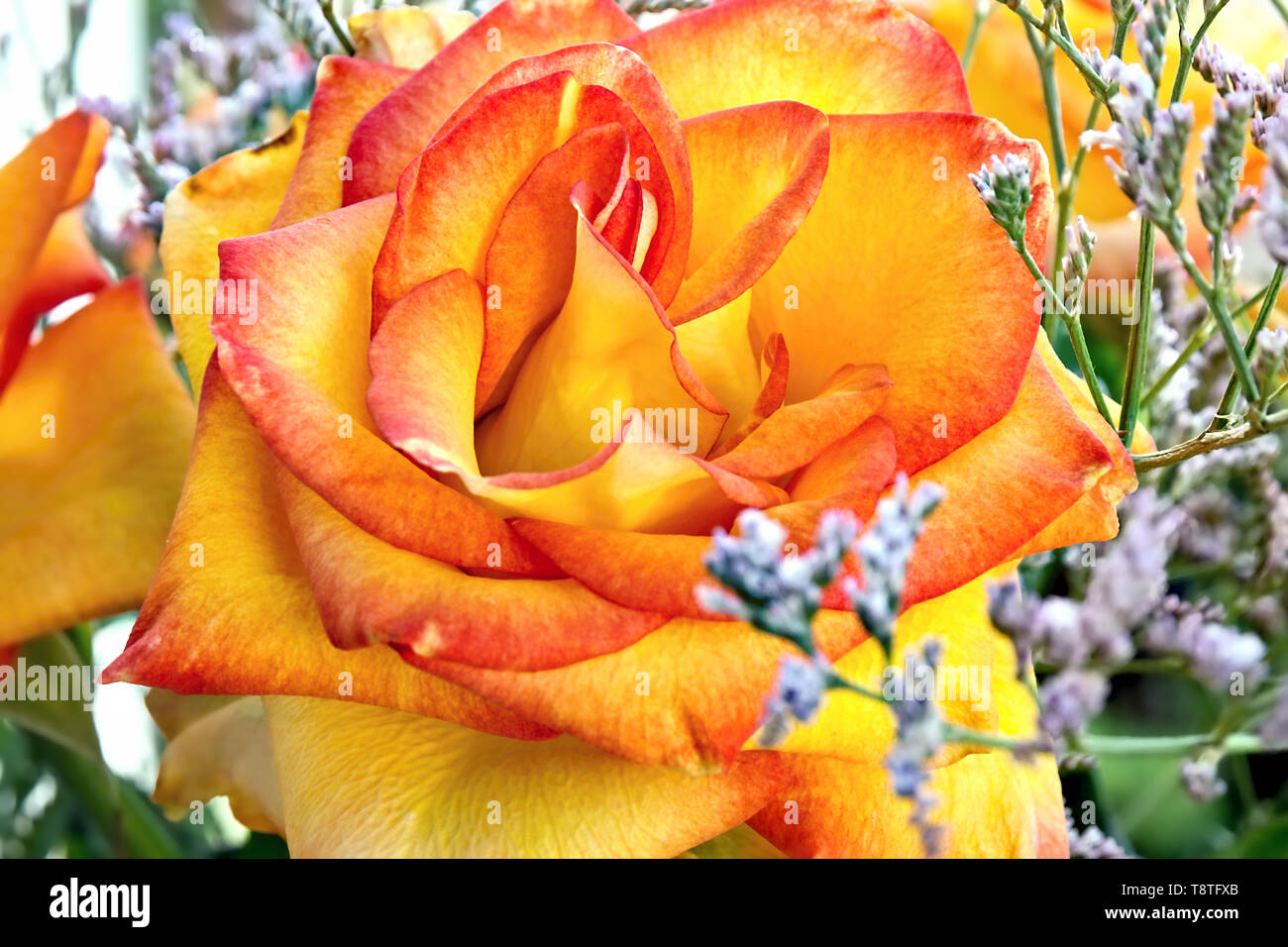 Salmon colored rose hi-res stock photography and images - Alamy