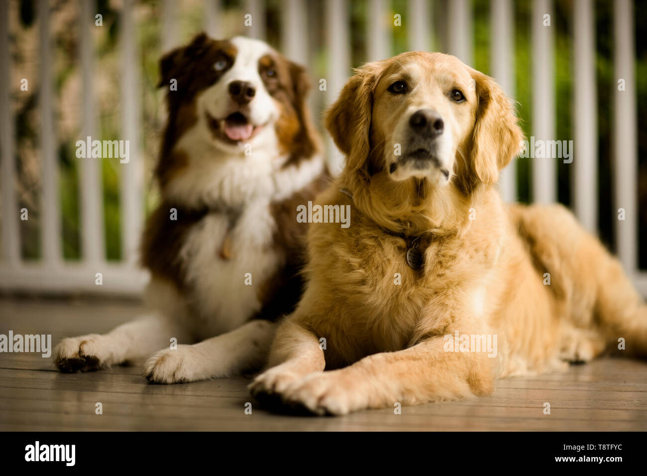 Portrait of two dogs resting together and looking hopeful Stock Photo ...