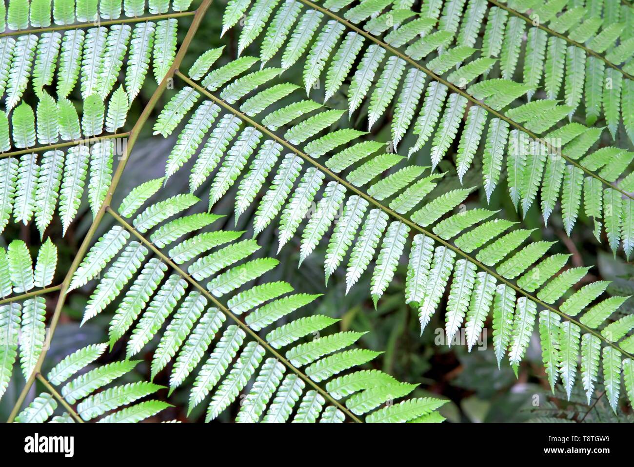 Close-up view of tree fern, Guadeloupe, Caribbean islands, France Stock ...