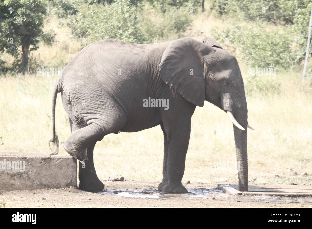 African elephant feet loxodonta hi-res stock photography and images - Alamy