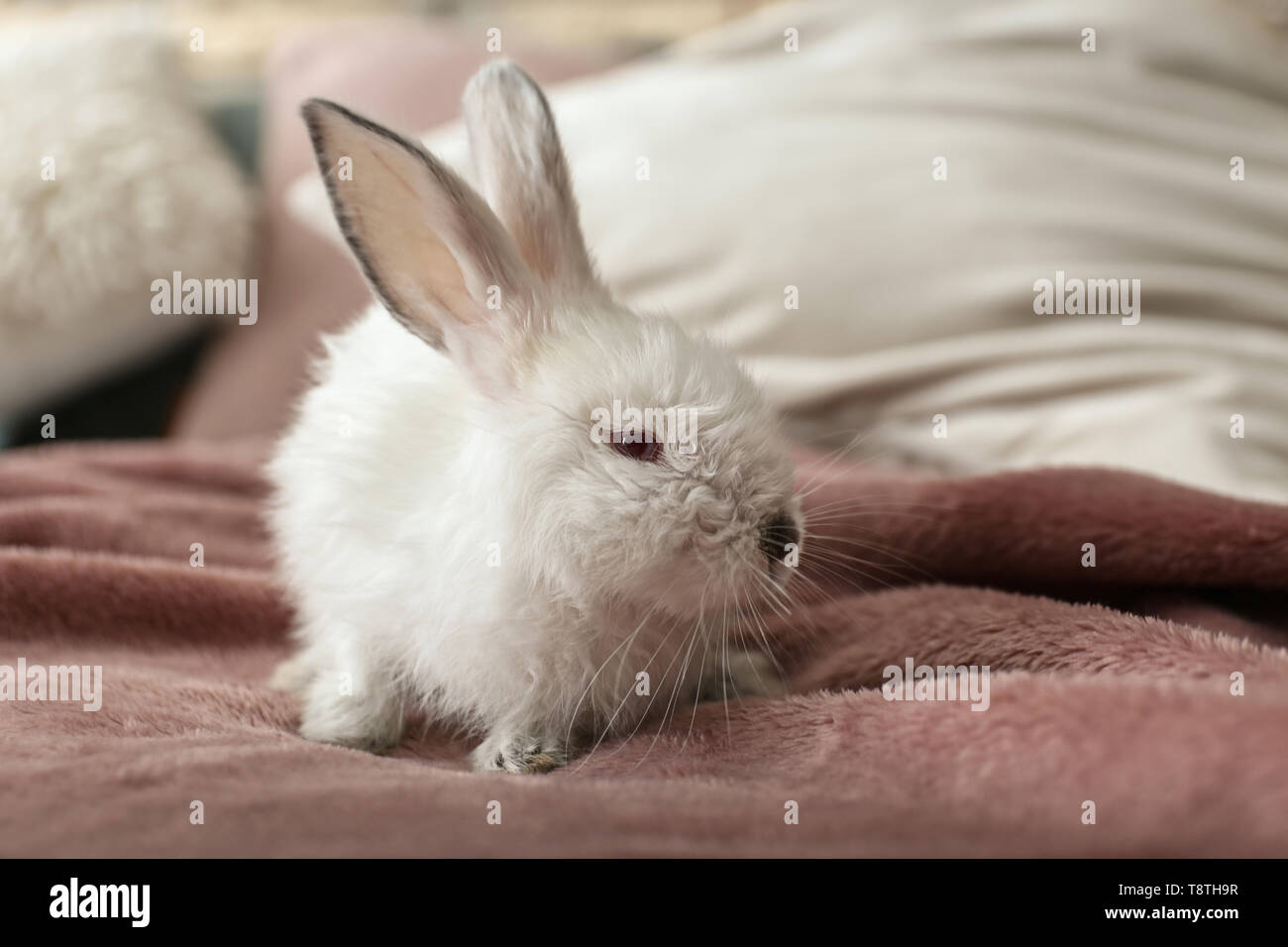Cute fluffy rabbit on bed Stock Photo - Alamy
