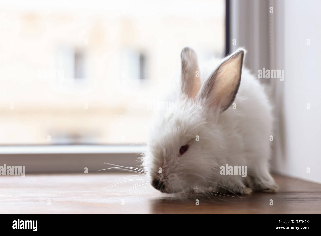 Cute fluffy rabbit on window sill Stock Photo - Alamy