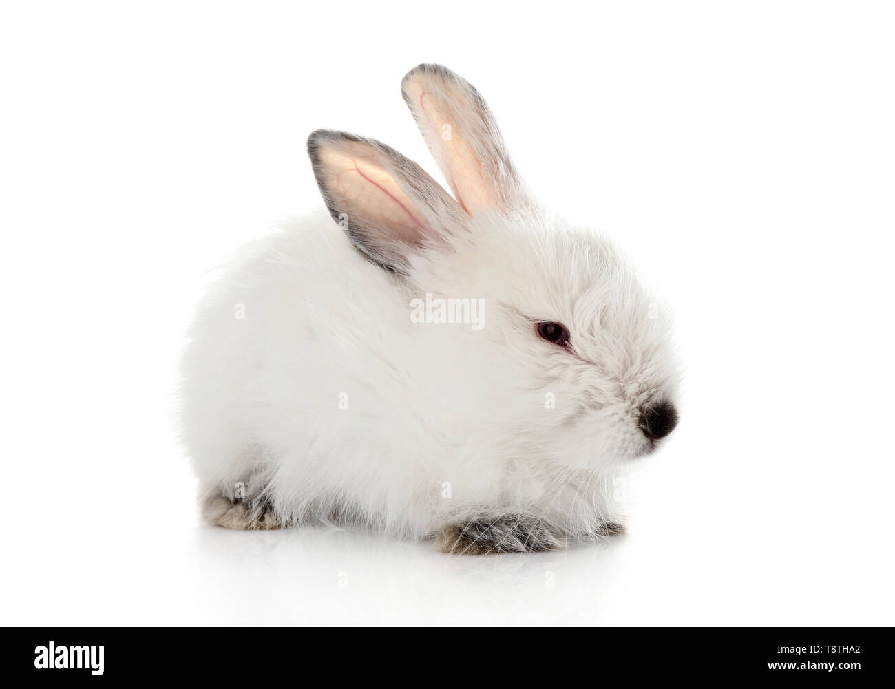 Cute fluffy rabbit on white background Stock Photo - Alamy