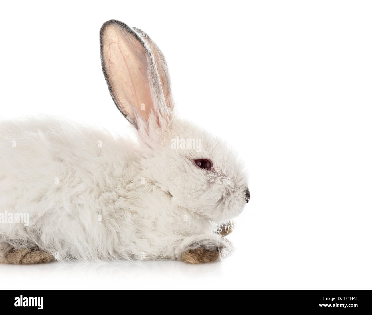 Cute fluffy rabbit on white background Stock Photo - Alamy