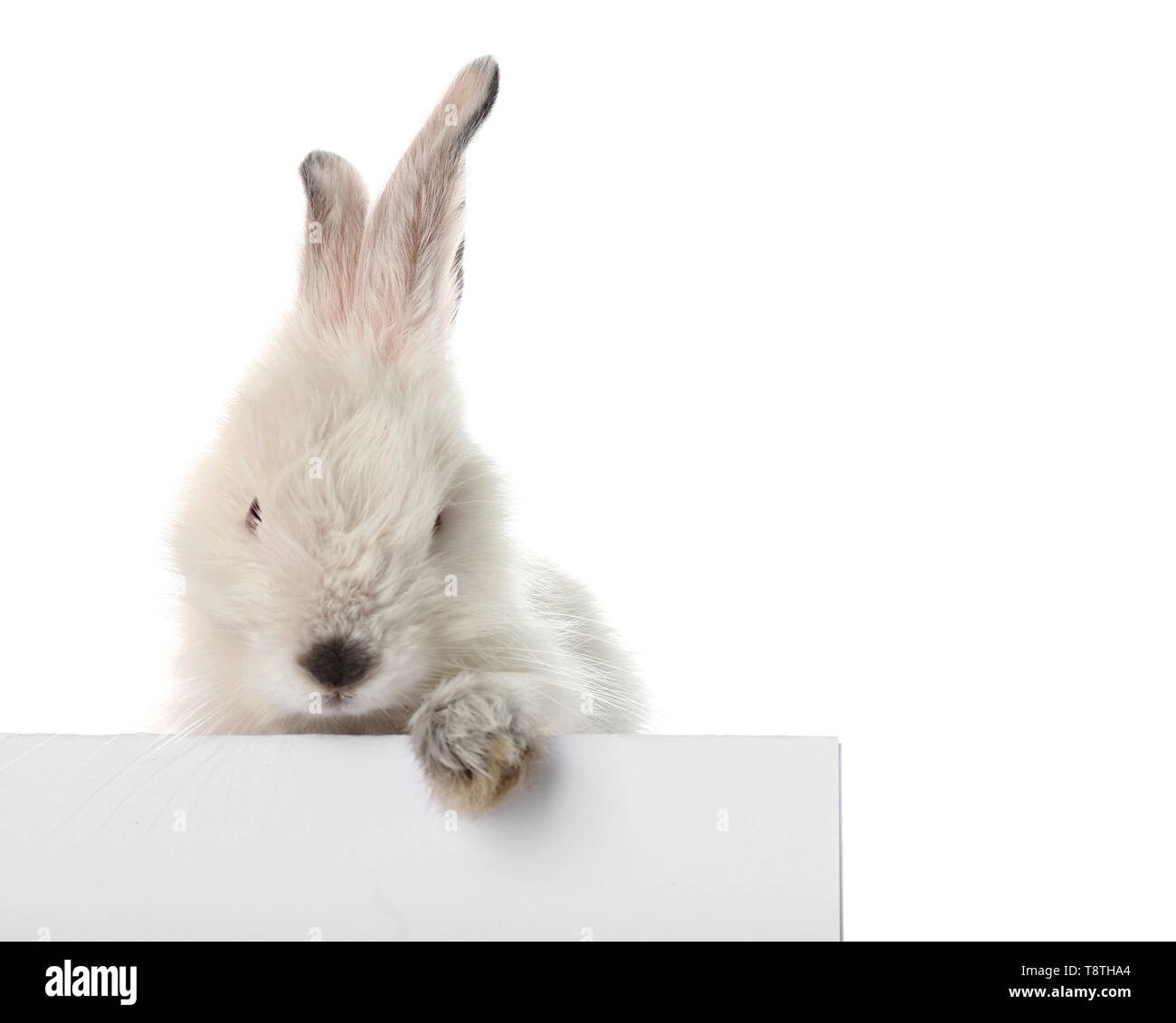 Cute fluffy rabbit with blank poster on white background Stock Photo ...