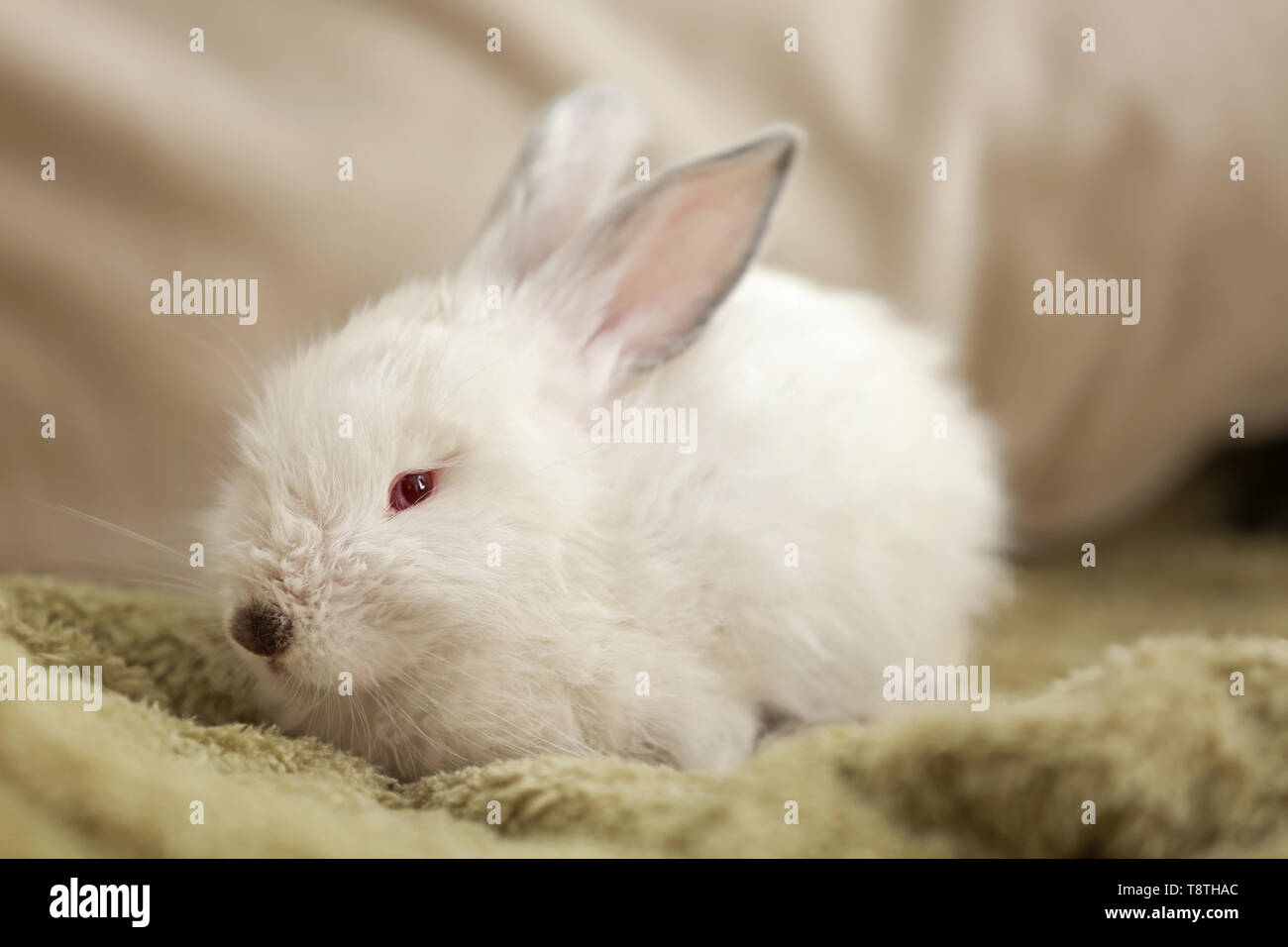Cute fluffy rabbit on plaid Stock Photo - Alamy