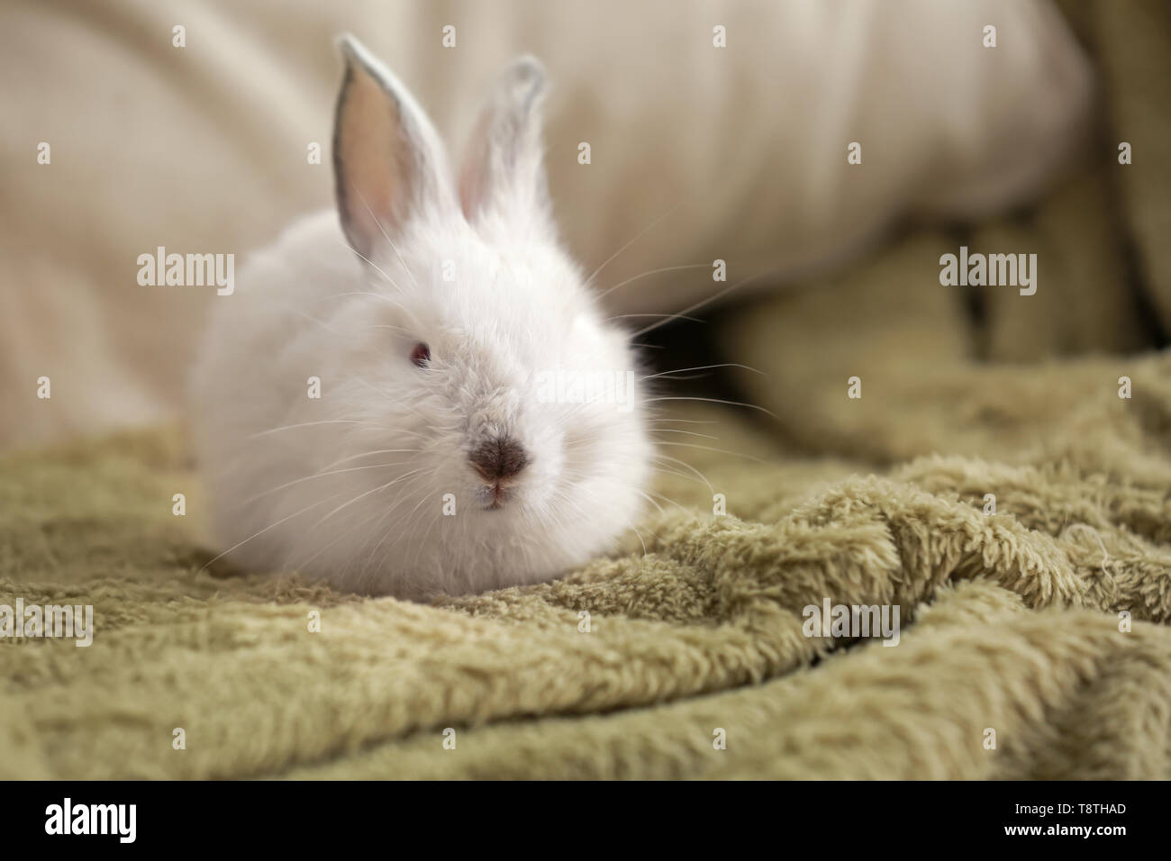 Cute fluffy rabbit on plaid Stock Photo - Alamy
