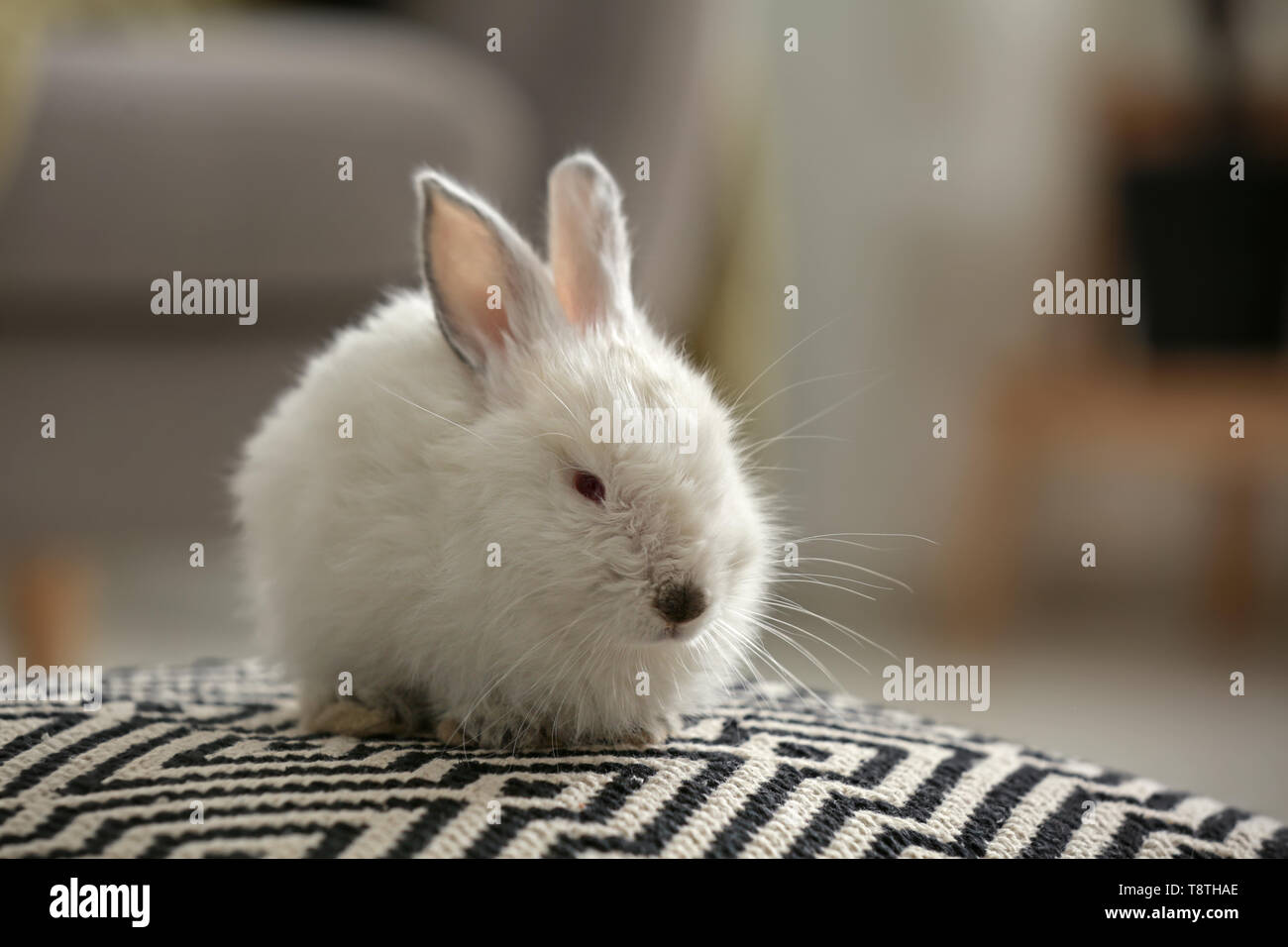 Cute fluffy rabbit indoors Stock Photo - Alamy