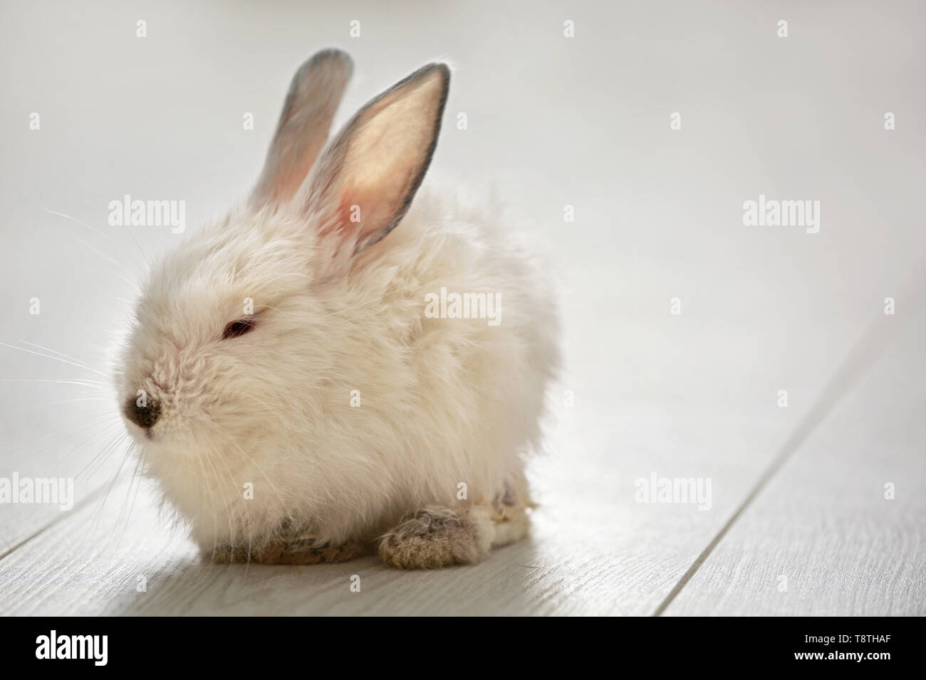 Cute fluffy rabbit on floor Stock Photo - Alamy