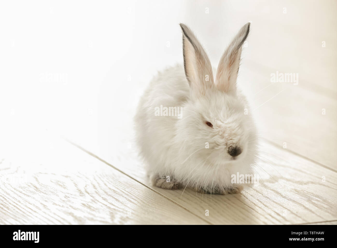 Cute fluffy rabbit on floor Stock Photo - Alamy