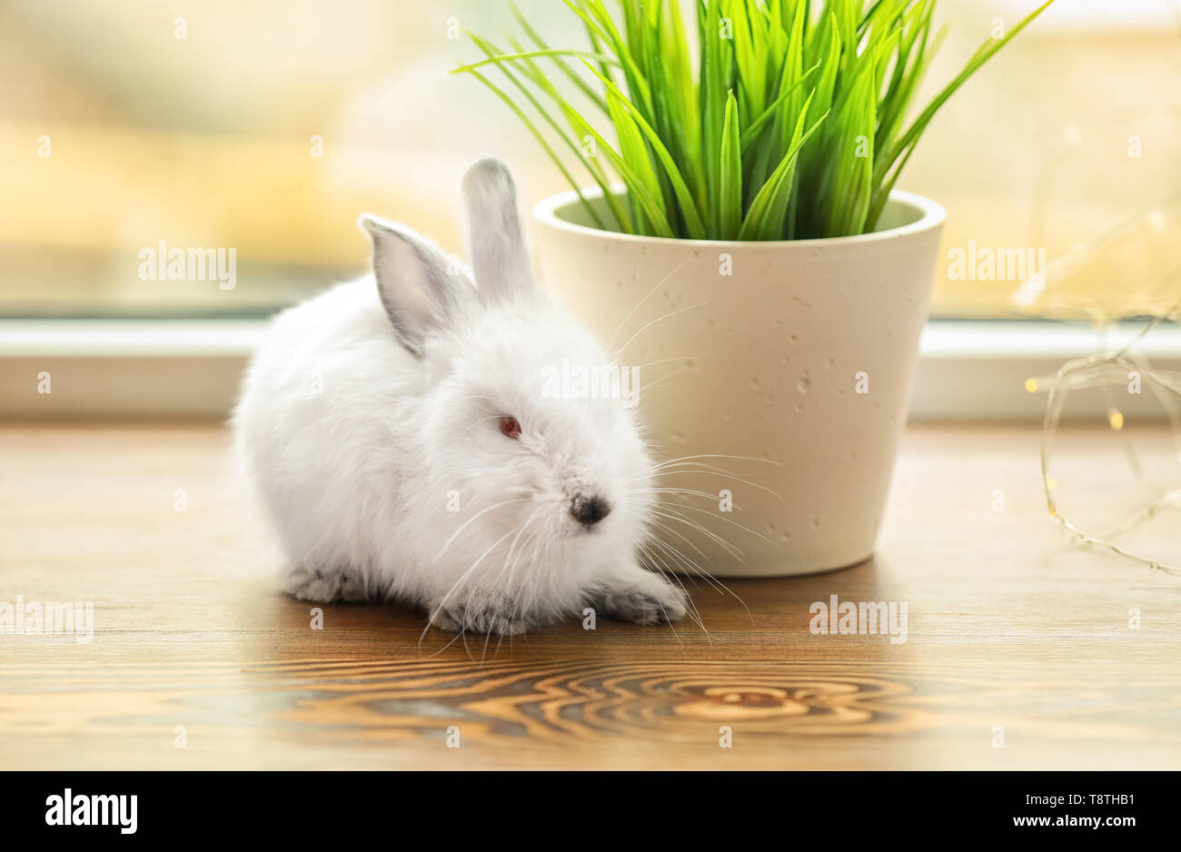 Cute fluffy rabbit and houseplant on window sill Stock Photo - Alamy
