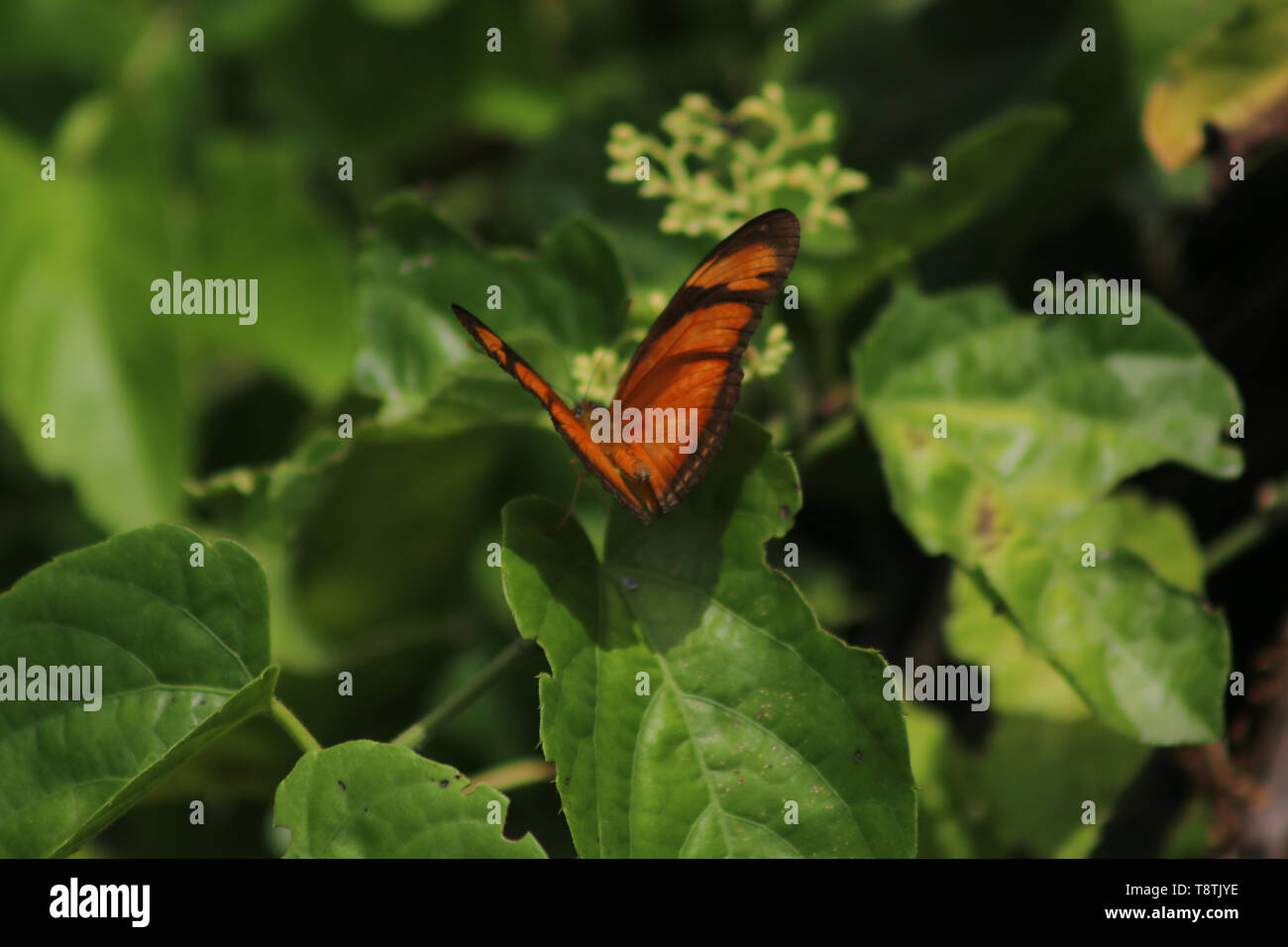 Various food dishes hi-res stock photography and images - Alamy