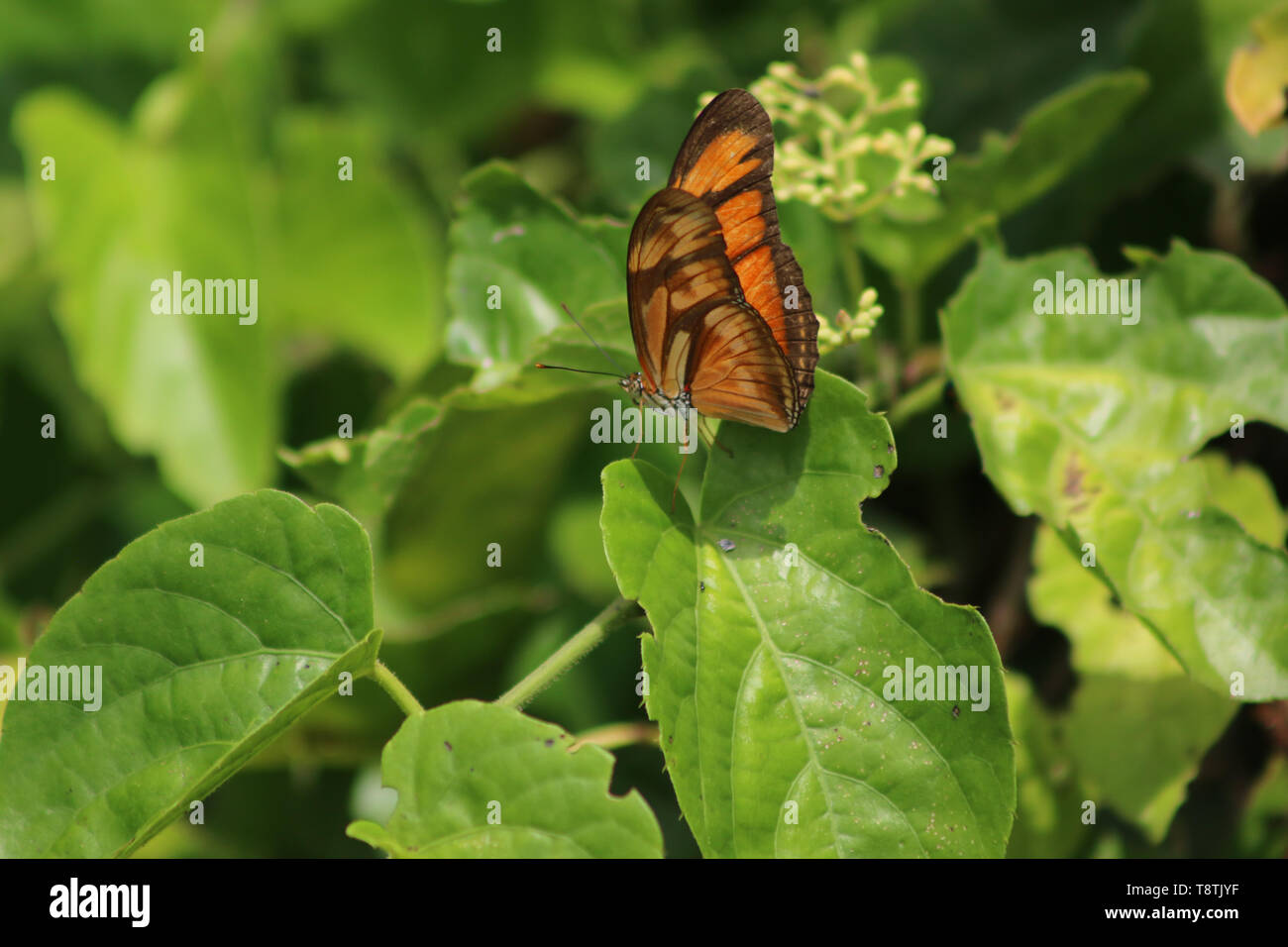various food dishes, pizza, sphirra, snacks and various Stock Photo - Alamy
