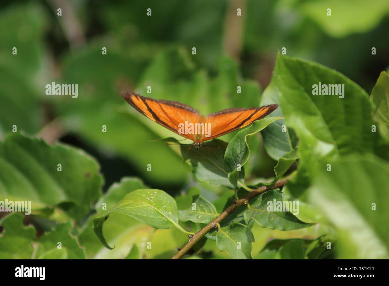 various food dishes, pizza, sphirra, snacks and various Stock Photo - Alamy