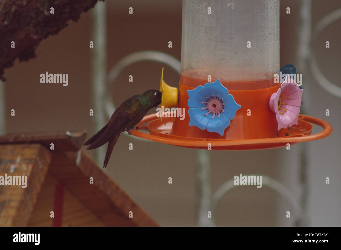 various food dishes, pizza, sphirra, snacks and various Stock Photo - Alamy