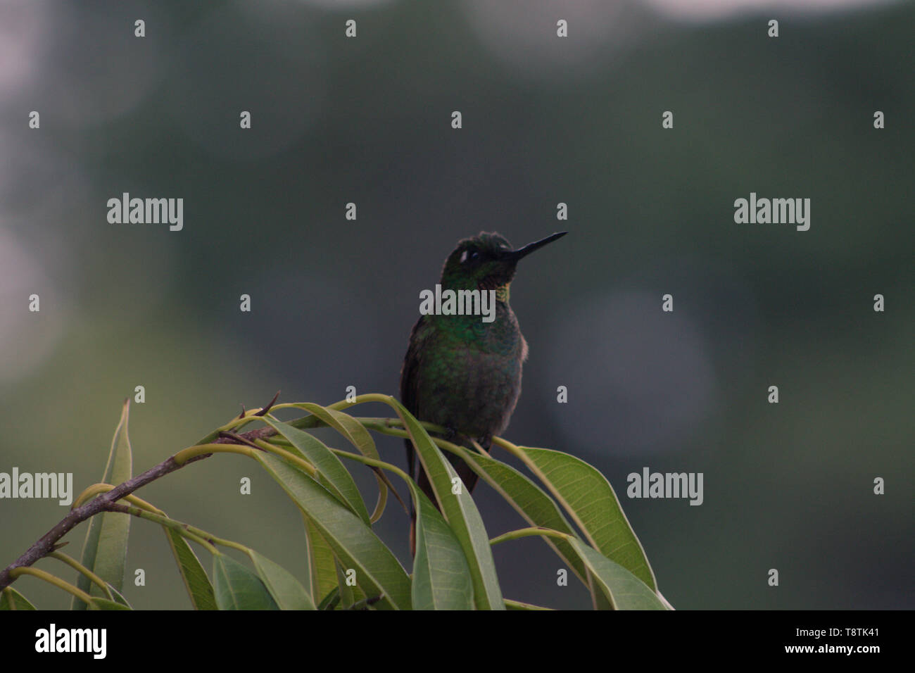 various food dishes, pizza, sphirra, snacks and various Stock Photo - Alamy