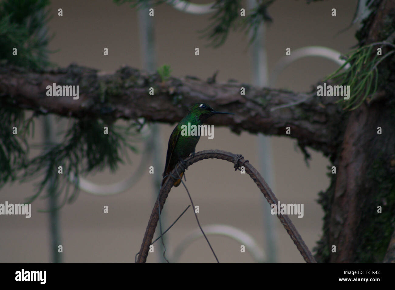 various food dishes, pizza, sphirra, snacks and various Stock Photo - Alamy
