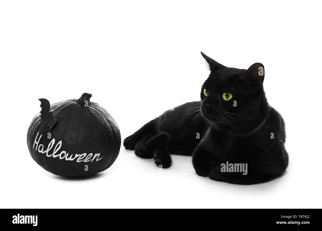 Cute cat pumpkin on Cut Out Stock Images & Pictures - Alamy