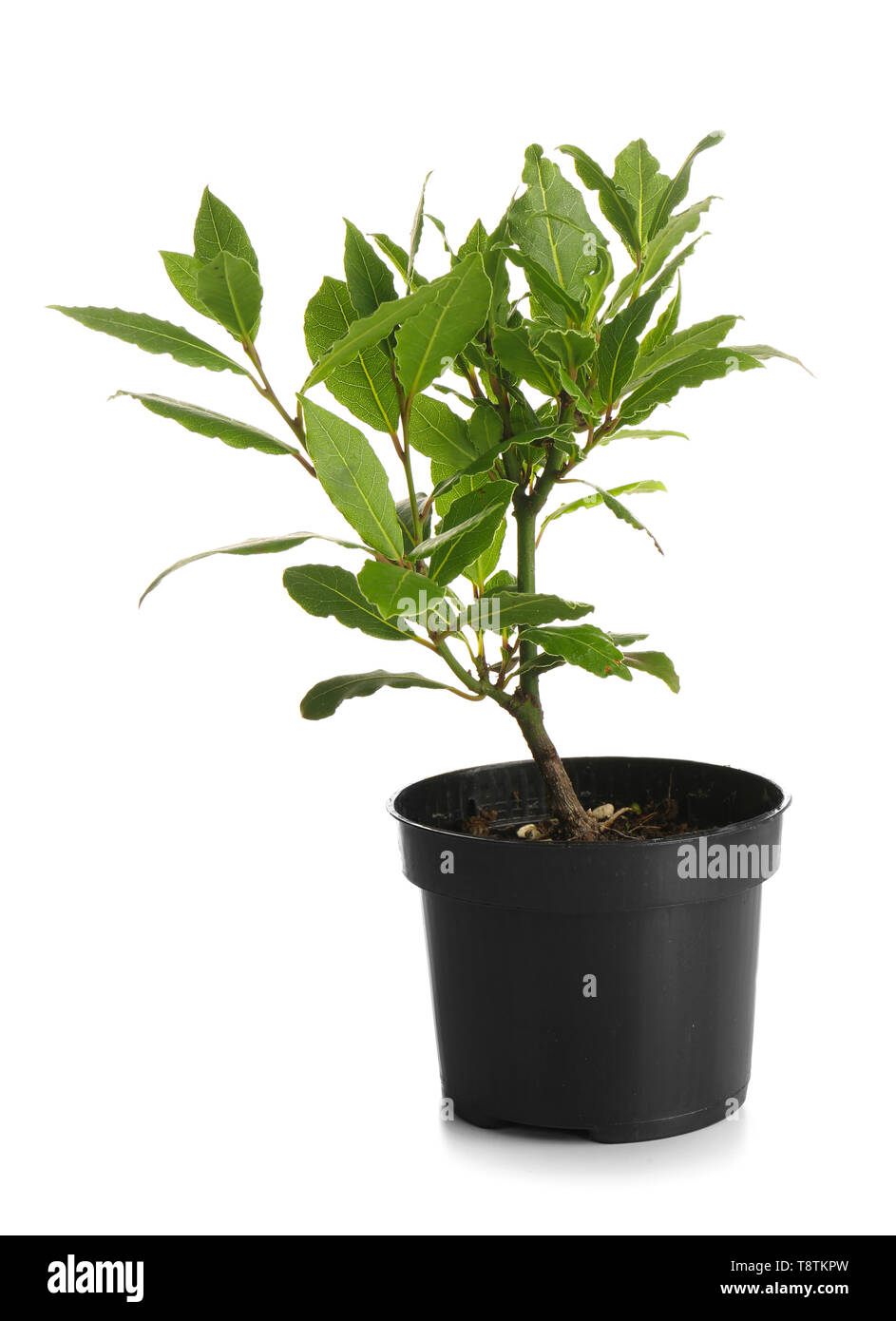 Pot with bay tree on white background Stock Photo - Alamy