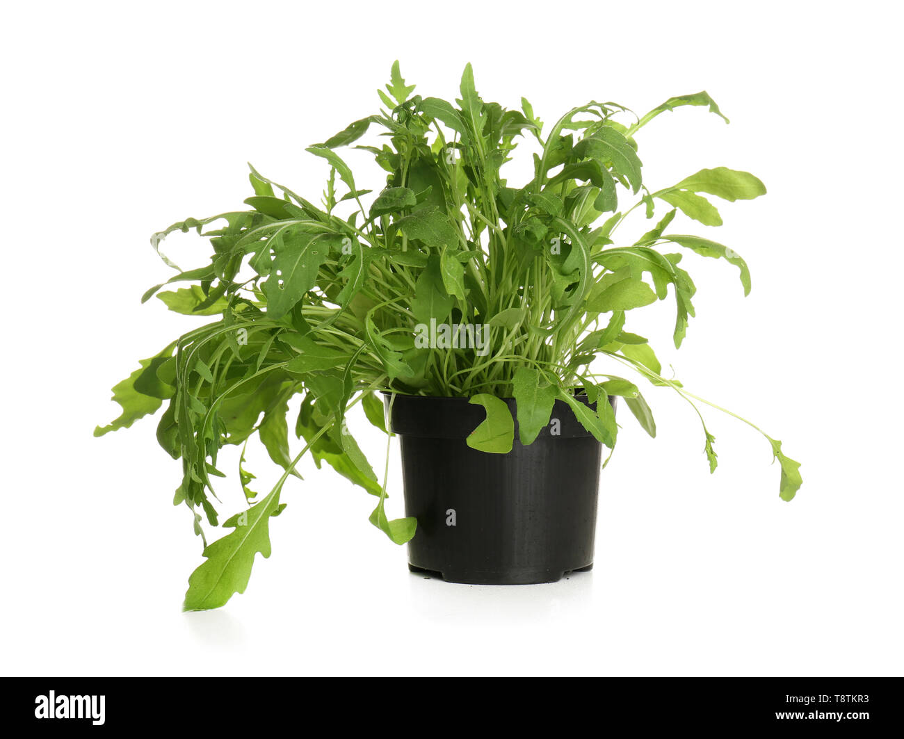 Fresh arugula in pot on white background Stock Photo - Alamy