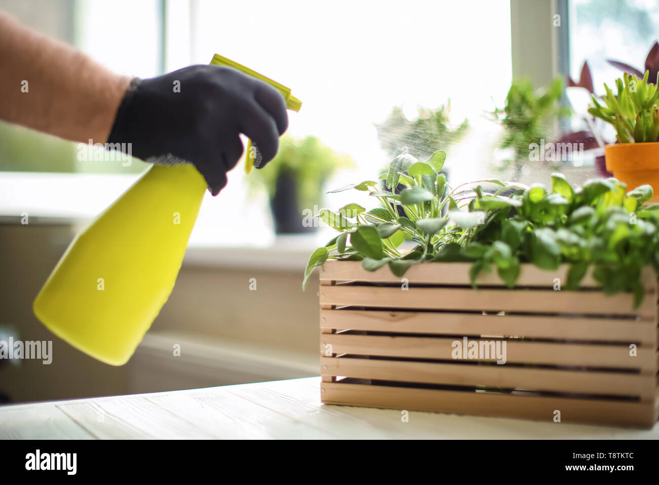 Man spraying fresh homegrown hi-res stock photography and images - Alamy