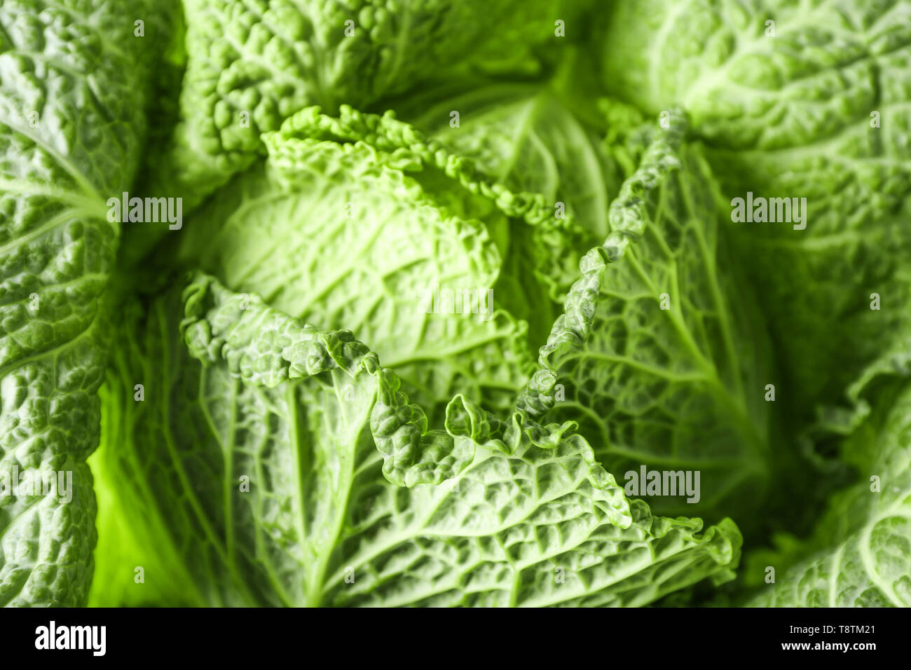 Fresh savoy cabbage, closeup Stock Photo - Alamy