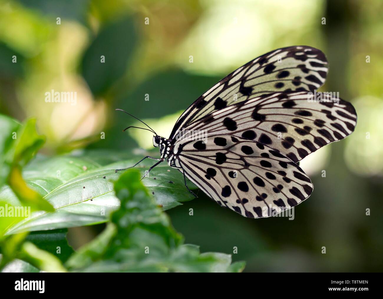Common tree nymph (Idea stolli virgo), butterfly farm, Poring Hot ...