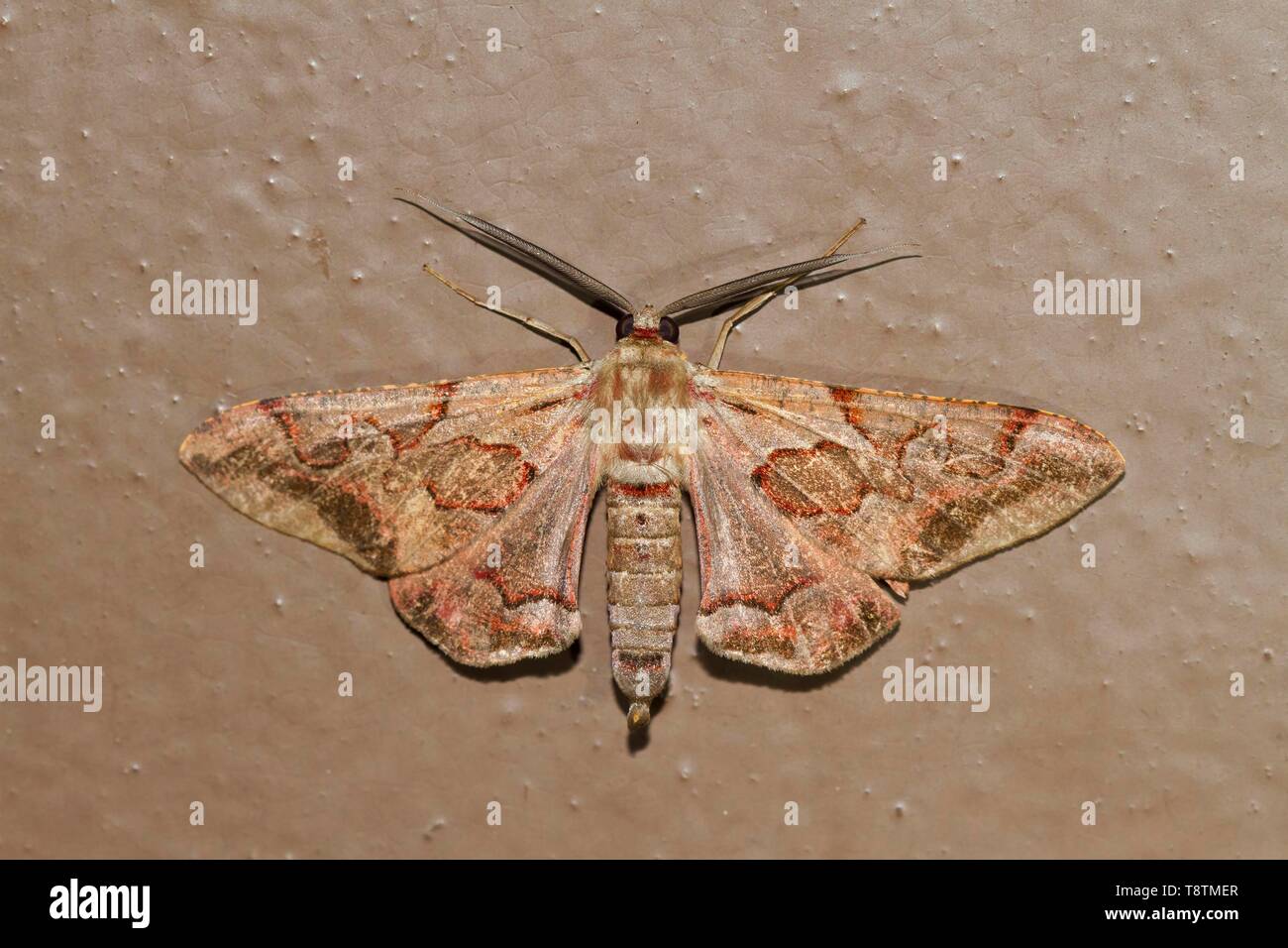 Geometer Moth (Hypochrosis binexata), Kinabalu National Park, Sabah ...