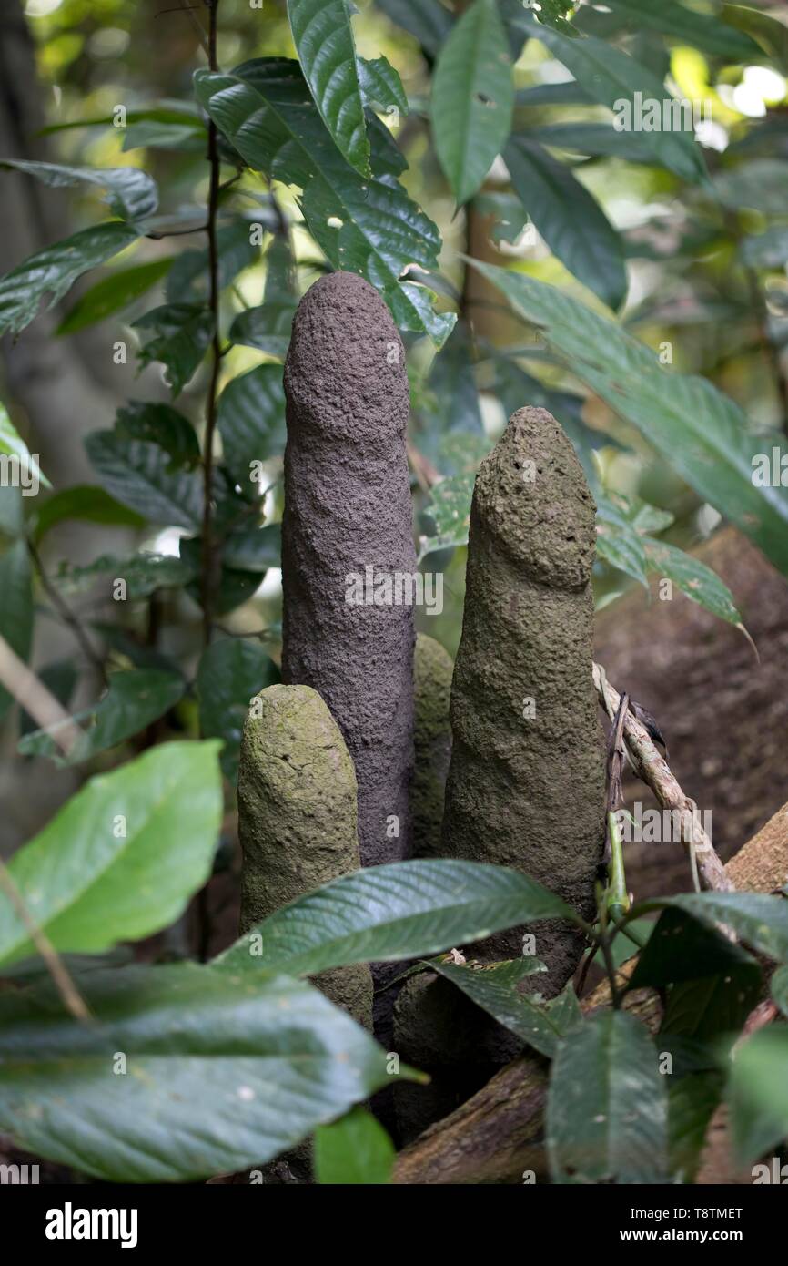 Termite building in the rainforest, Sepilok Nature Reserve, Sabah ...