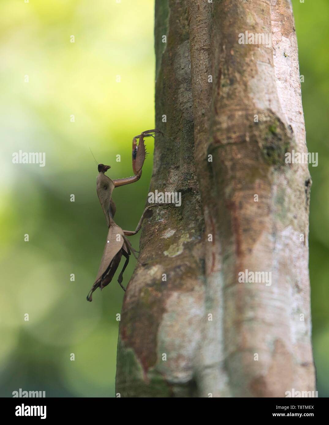 Stick insect (Phasmatodea) on tree trunk, Sabah, Borneo, Malaysia Stock ...