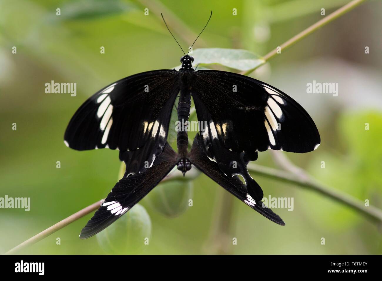 Red helen swallowtail butterfly hi-res stock photography and images - Alamy